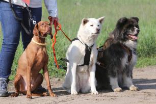 Male Dog Harnesses for Everything You Need to Know 1